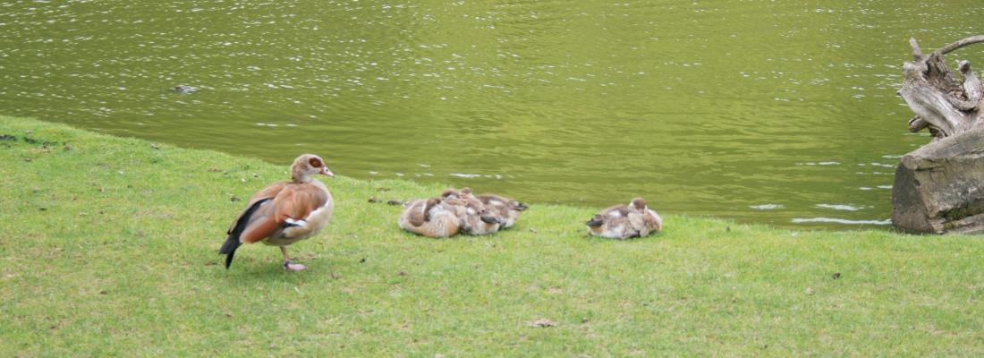 Les virus influenza aviaires hautement pathogènes se multiplient et se disséminent (aussi) au ...